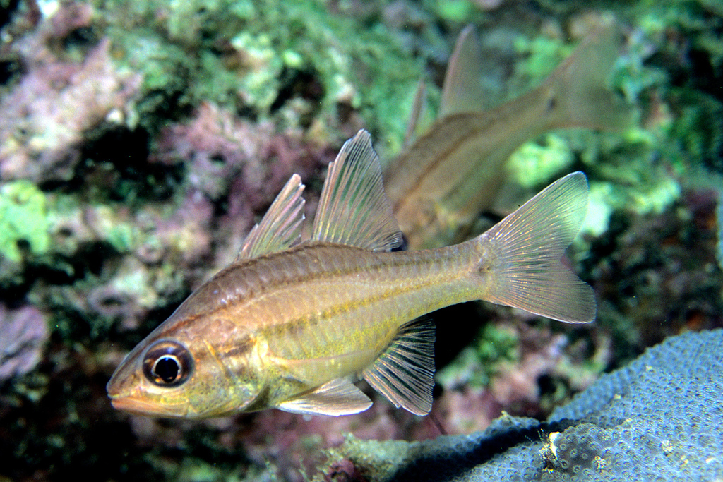 Fourline Cardinalfish from Lord Howe Island on April 19, 1997 by ...