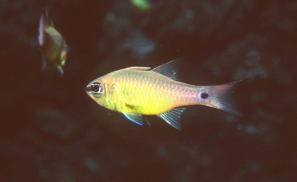 Yellow Cardinalfish from Lord Howe Island on April 15, 1997 by Malcolm ...