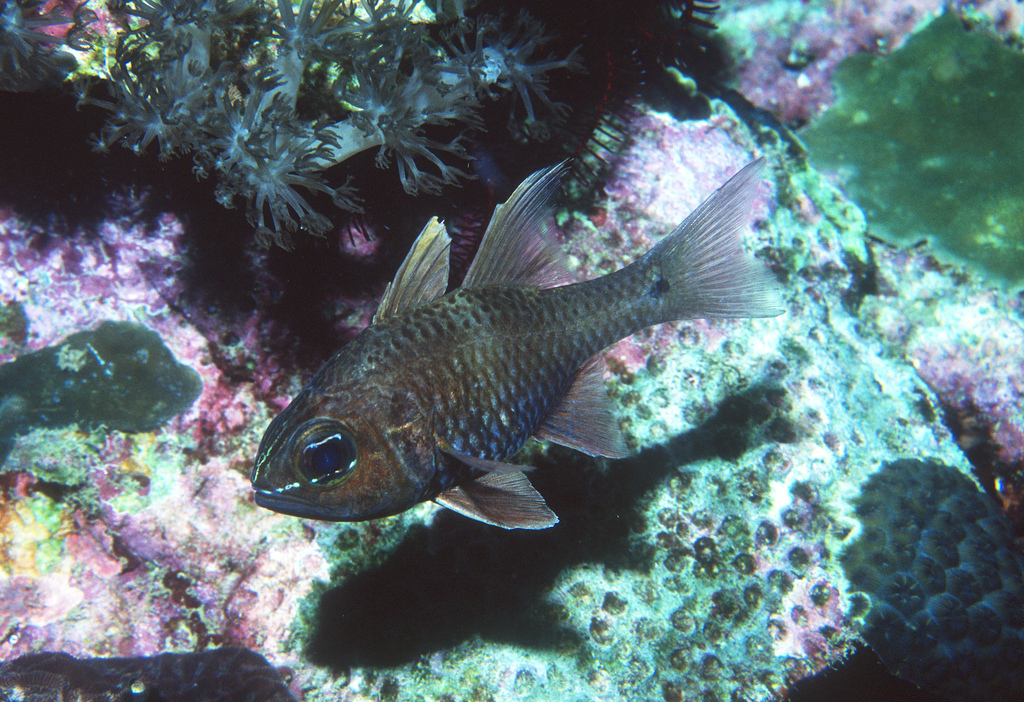 Norfolk Cardinalfish from Lord Howe Island on April 19, 1997 by Malcolm ...