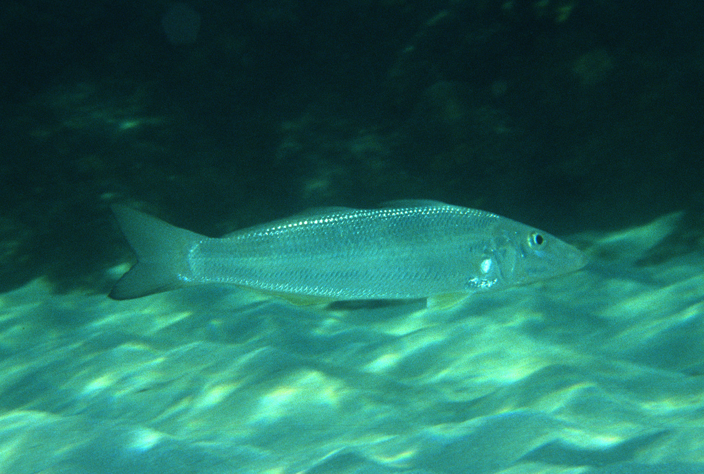 Sand Whiting from Lord Howe Island on July 1, 1988 by Malcolm Francis ...