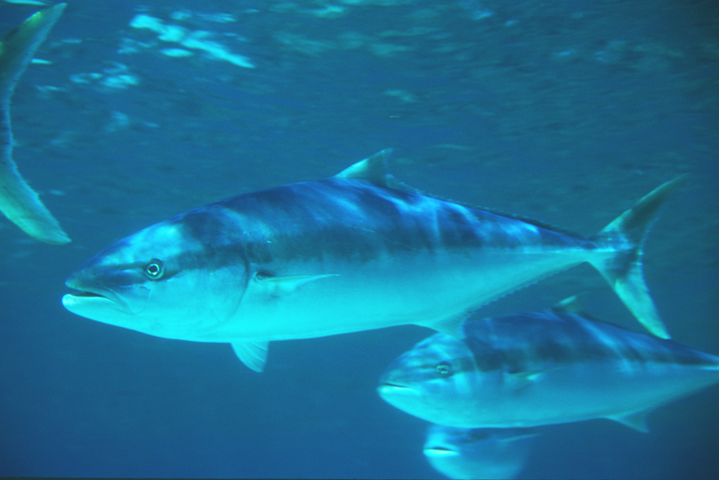 Yellowtail Kingfish from Lord Howe Island on April 14, 1997 by Malcolm ...