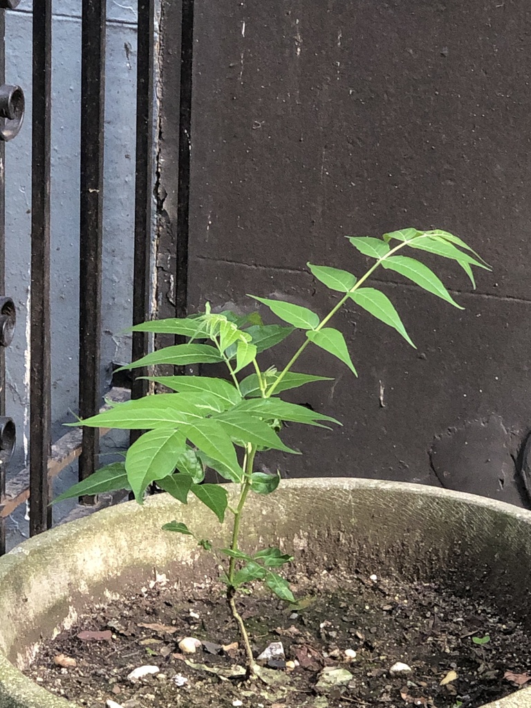 tree-of-heaven from New York County, US-NY, US on June 3, 2024 at 05:17 ...