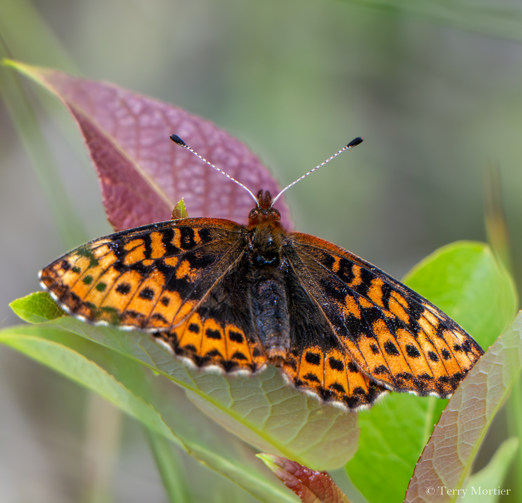 Frigga Fritillary from Douglas County, WI, USA on June 2, 2024 at 03:40 ...