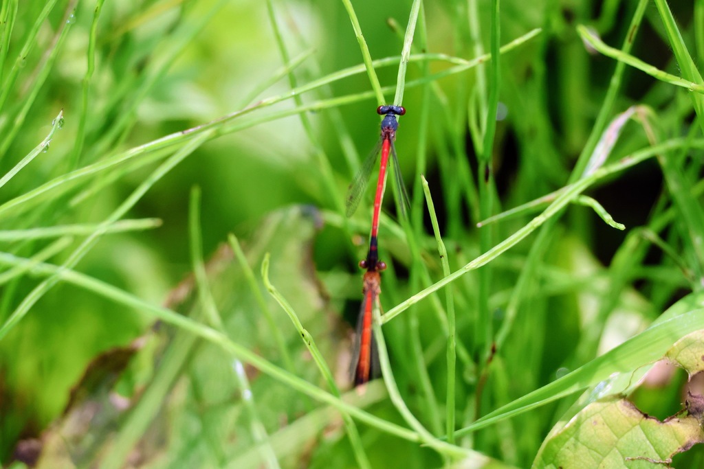 Eastern Red Damsel from The West Woods on June 3, 2024 by Jim Heflich. m/f tandem · iNaturalist