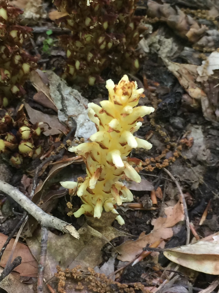 American cancer-root from Ohio state university Mansfield Ohio on June ...
