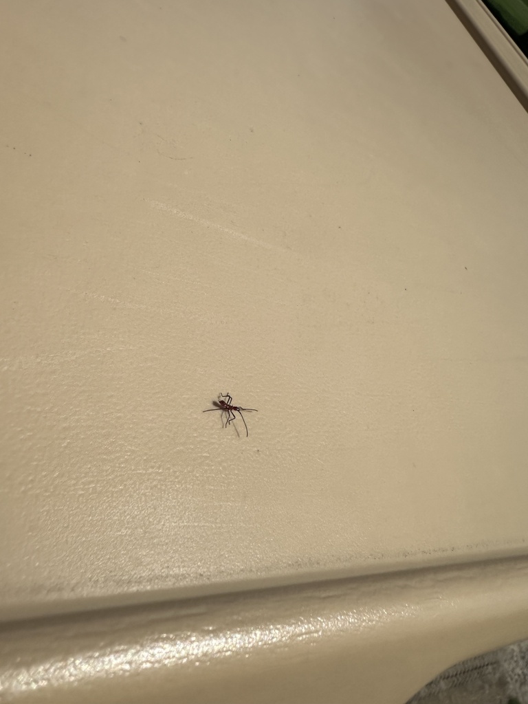 Winged and Once-winged Insects from Rolling Hills Golf Course, Godfrey ...