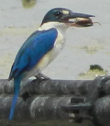 Collared Kingfisher from Ra Wai, Phuket, Thailand on September 8, 2011 ...