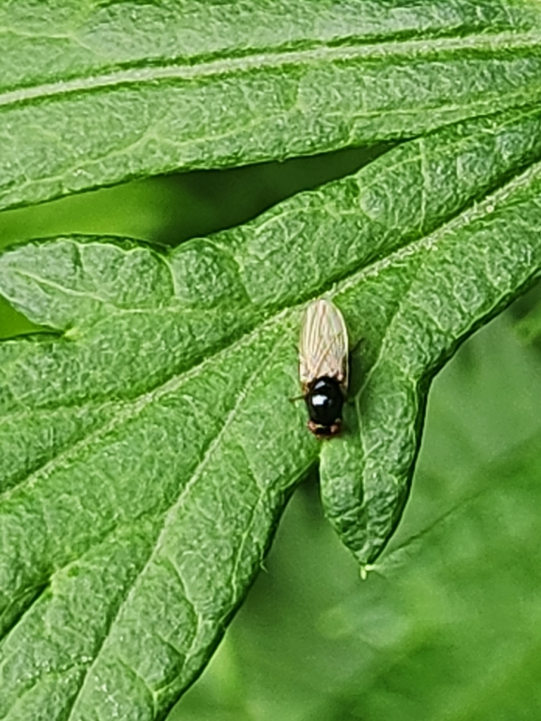 Acalyptrate Flies from Christiana, DE 19702, USA on May 27, 2024 at 06: ...