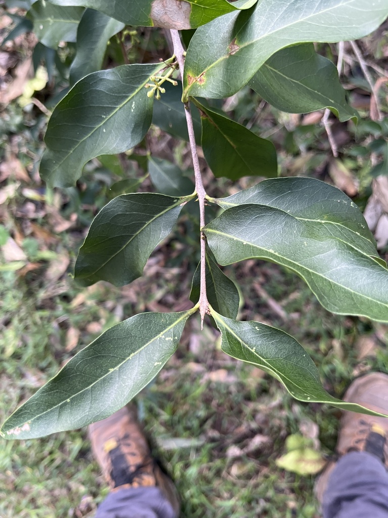 Notelaea longifolia from Lawrie Smith Gardens, Whiteside, QLD, AU on ...