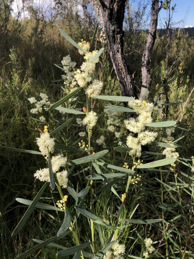 Sweet Wattle from Gibraltar Range National Park, Gibraltar Range, NSW ...