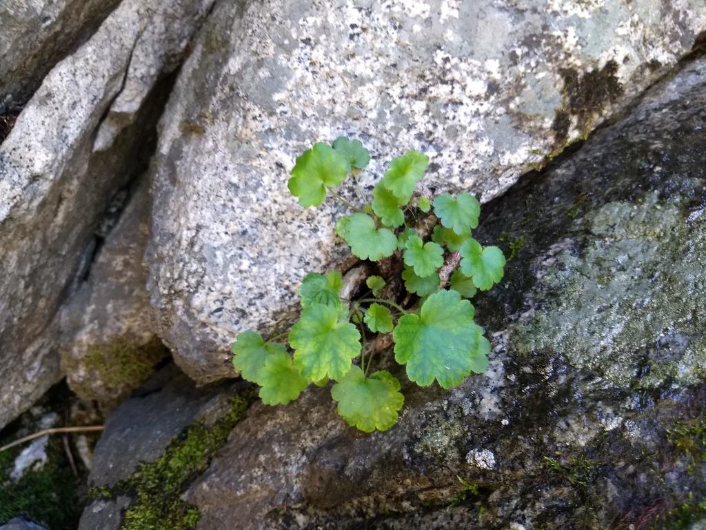 pink alumroot from Strawberry Creek, Riverside County, CA, USA on May ...