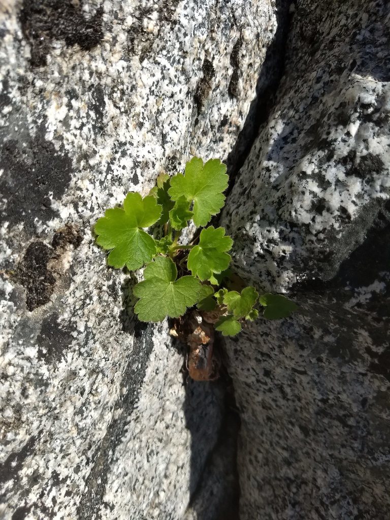 pink alumroot from Strawberry Creek, Riverside County, CA, USA on May ...