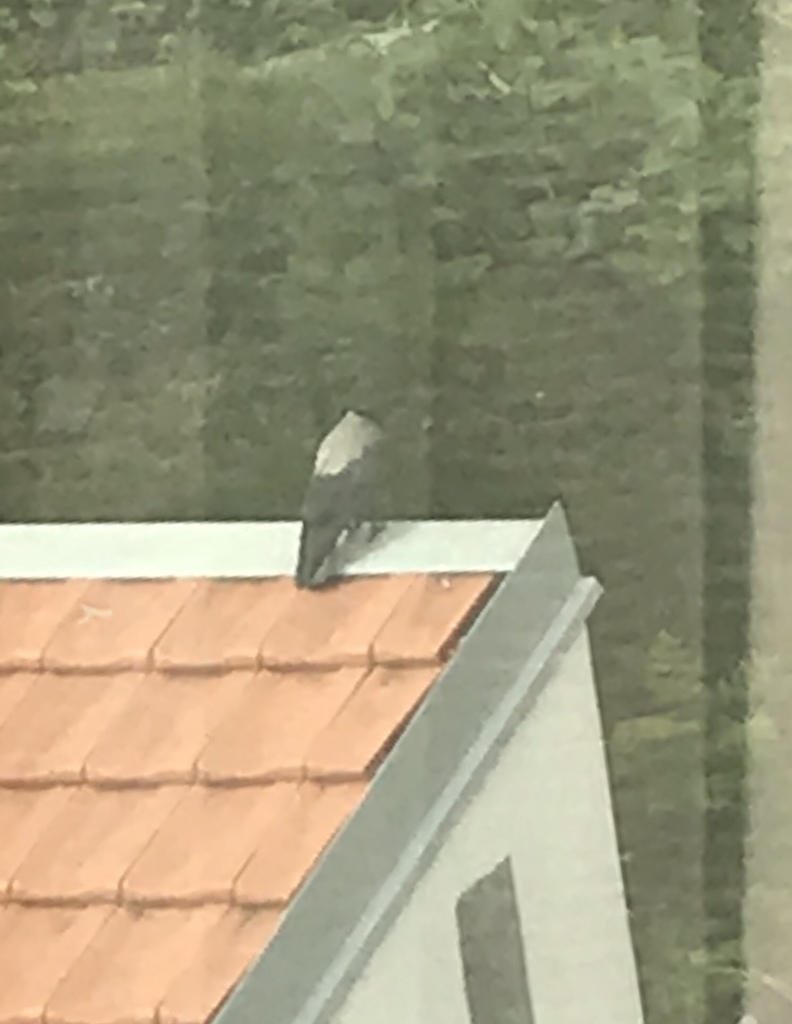 Hooded Crow from Ulica Sitnička 12/А, Belgrade, Grad Beograd, RS on May ...