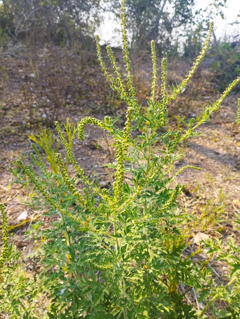 western ragweed from 92777 Congregación Juana Moza, Ver., México on ...