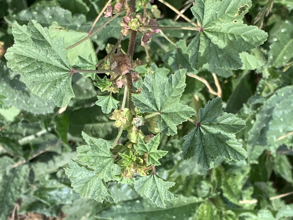 cheeseweed mallow from Green Island Rd, American Canyon, CA, US on June ...