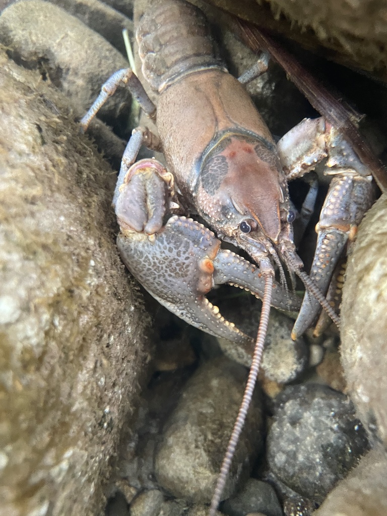 Big Water Crayfish from Concession Road 3, Adjala-Tosorontio, ON, CA on ...