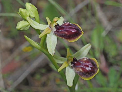 Subespecies Ophrys sphegodes gortynia · iNaturalist Mexico