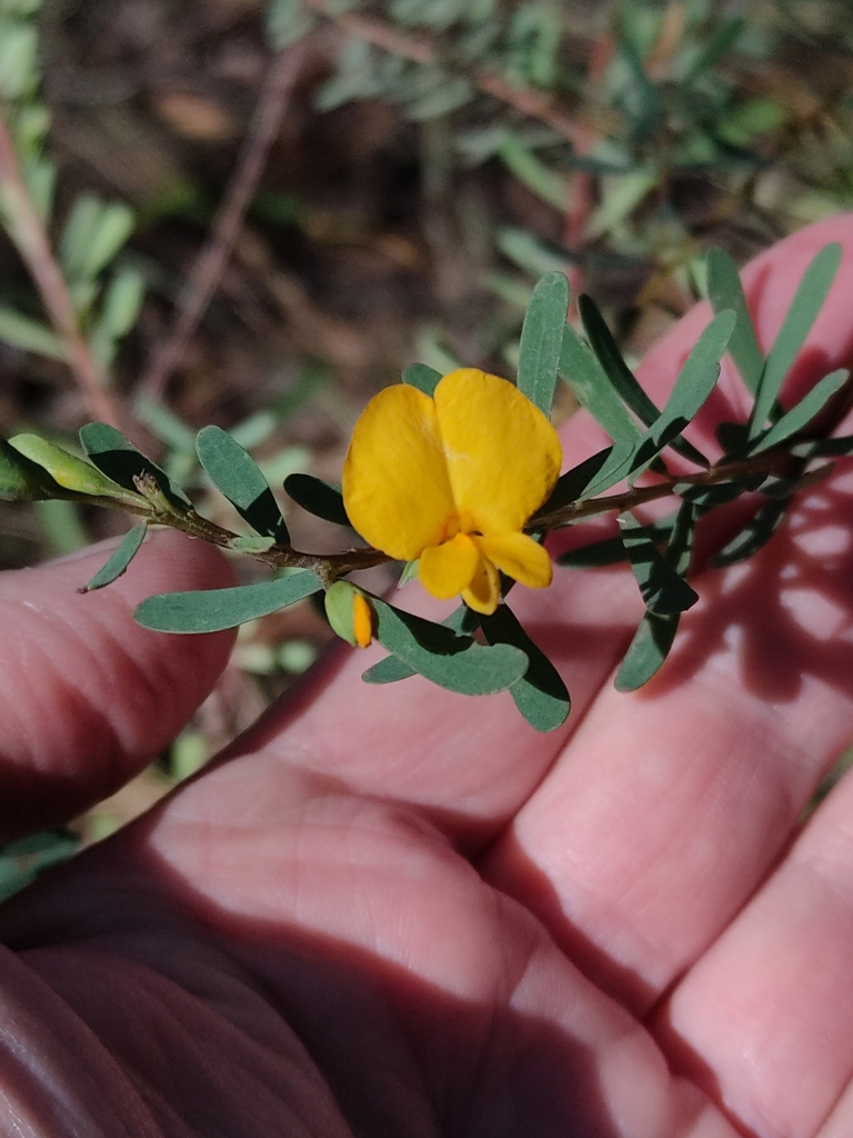 orange pultenaea from Bauple Forest QLD 4650, Australia on June 4, 2024 ...