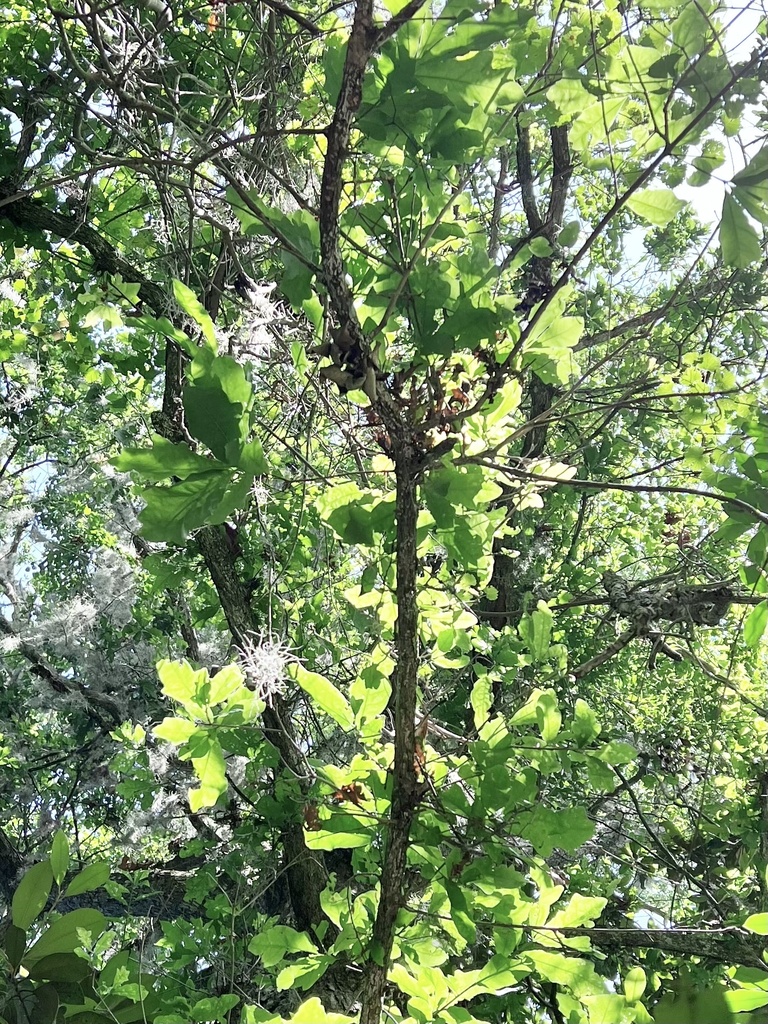 Bluff Oak from Daphne, AL, US on May 23, 2024 at 11:10 AM by Paul Rust ...