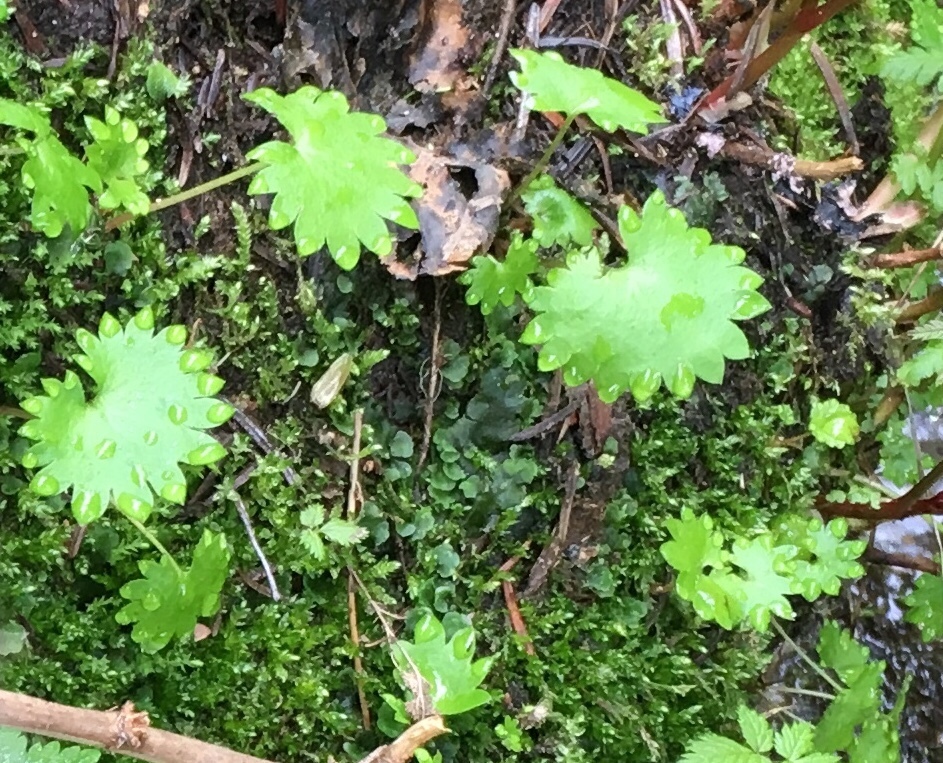 Brook Saxifrage from Mount Rainier National Park, Packwood, WA, US on ...