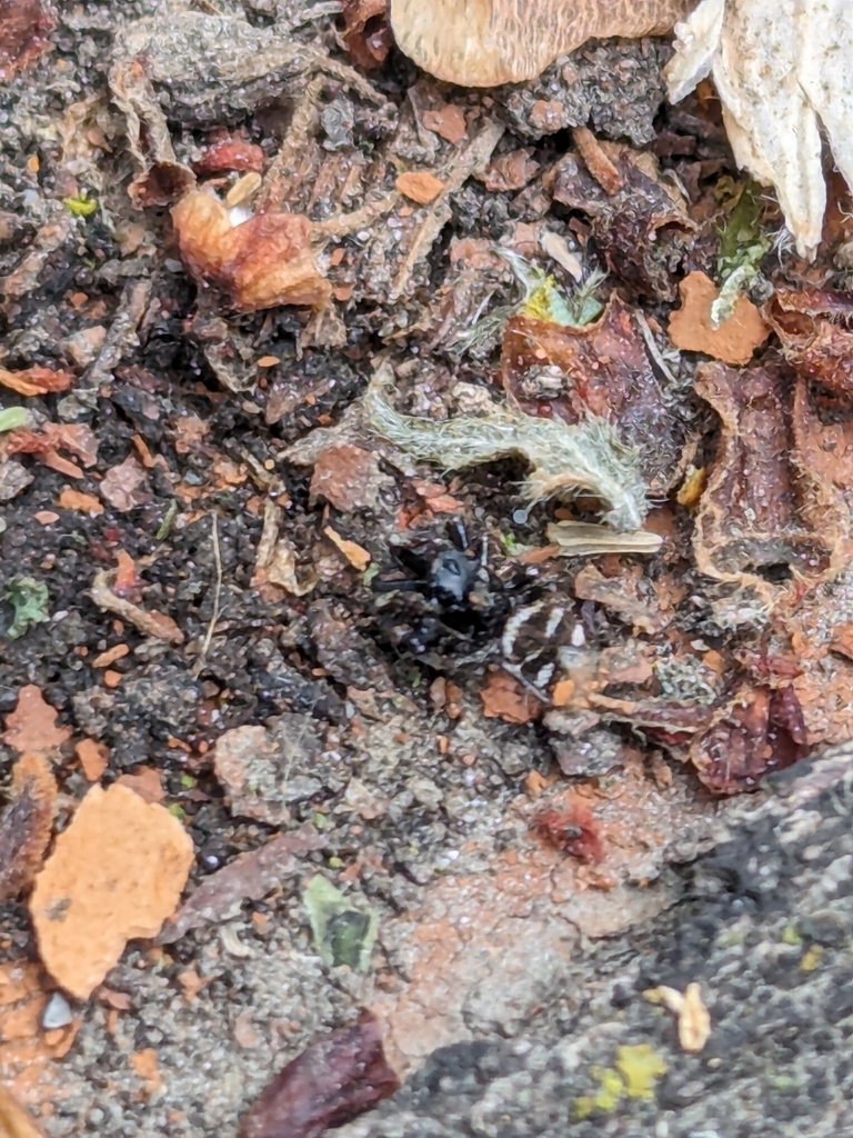 Typical Jumping Spiders from Richland, WA 99352, USA on June 3, 2024 at ...