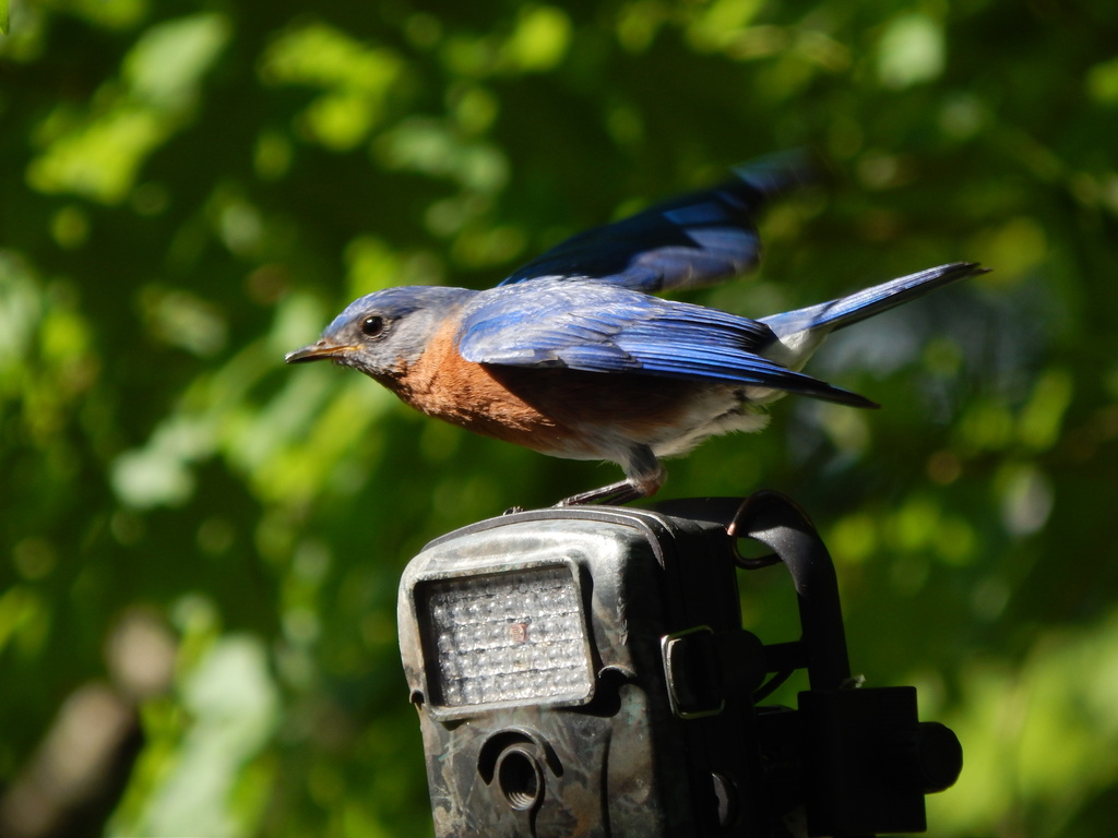 Eastern Bluebird from Forge Pl, Doylestown, PA, US on June 3, 2024 at ...