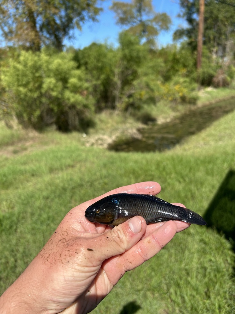 Fat Sleeper from Rio Villa, TX 77049, USA on October 8, 2023 at 12:26 ...