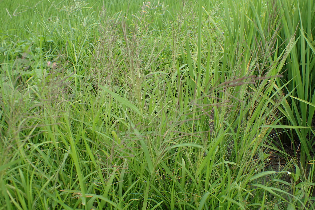 Chinese Sprangletop from 台灣新竹縣 on May 16, 2019 at 09:57 AM by 傻子 ...