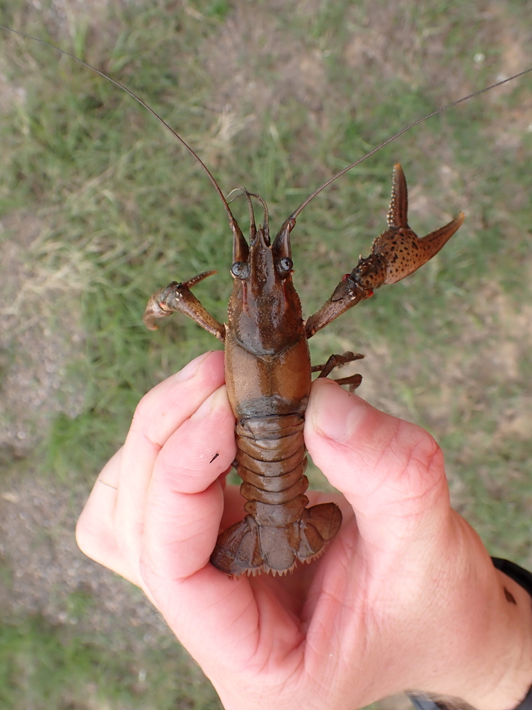 Texas River Crayfish from Montgomery County, TX, USA on November 6 ...