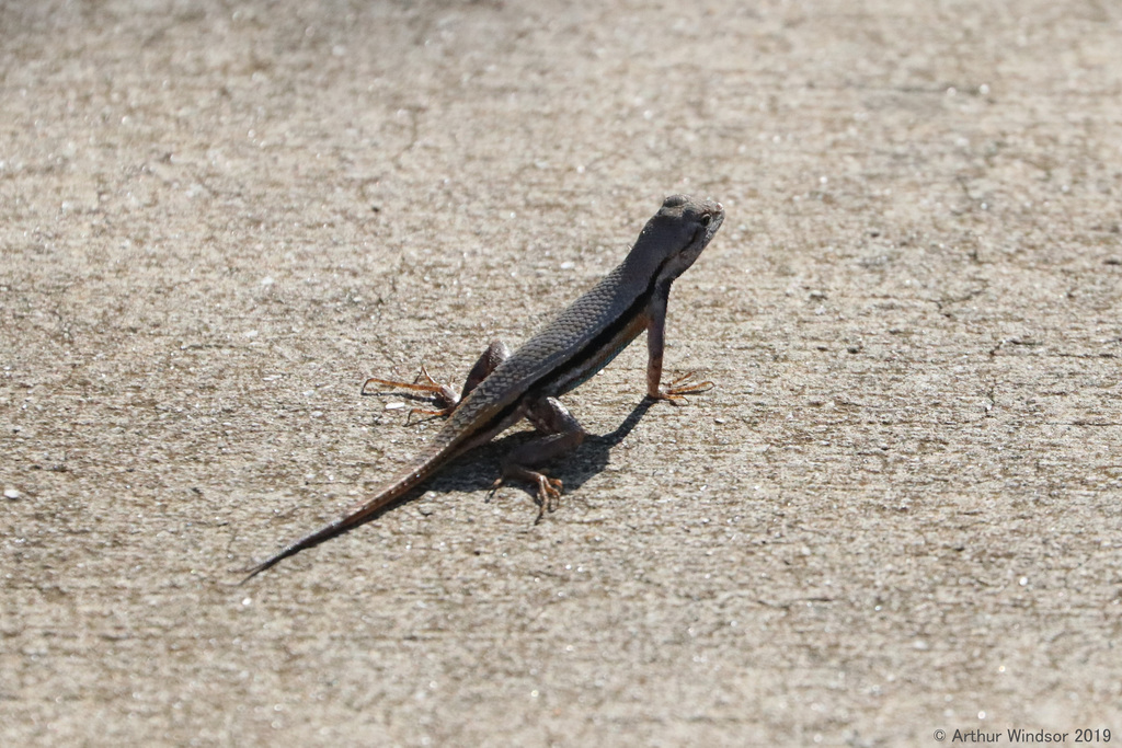 Florida Scrub Lizard in May 2019 by Arthur Windsor. Hypoluxo Scrub ...
