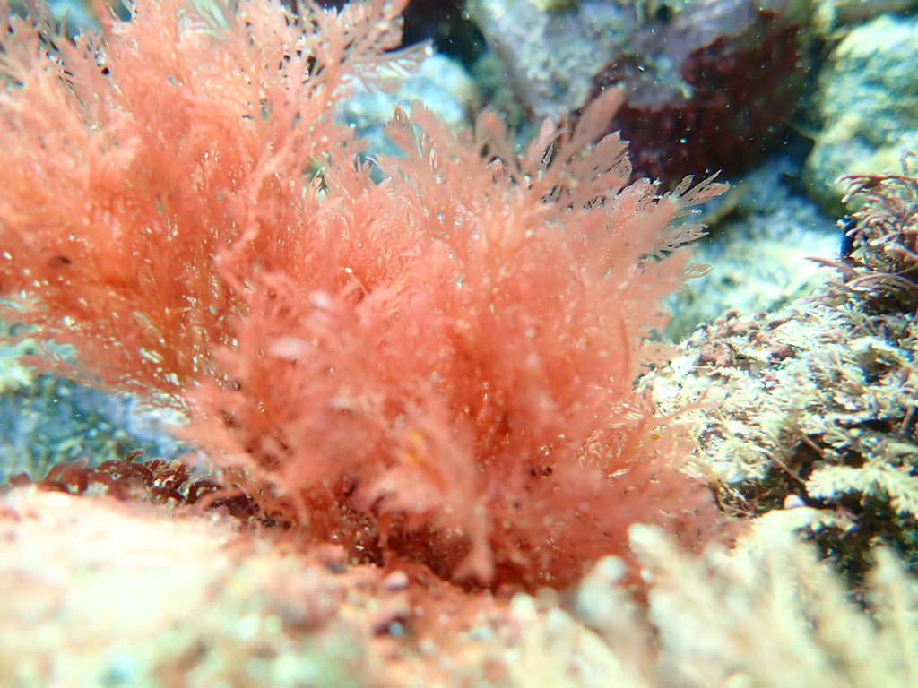 Plocamium from South Pacific Ocean, Rodney Ward, Auckland, NZ on June 4 ...