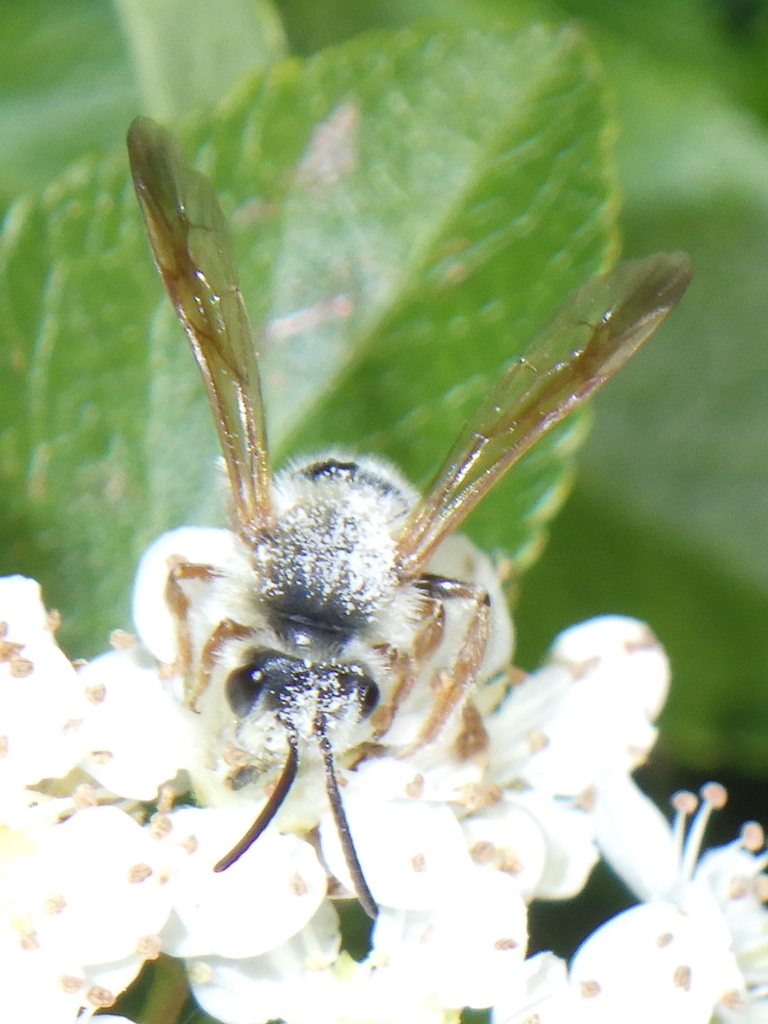 Bees from University District, Spokane, WA, USA on May 31, 2024 at 01: ...