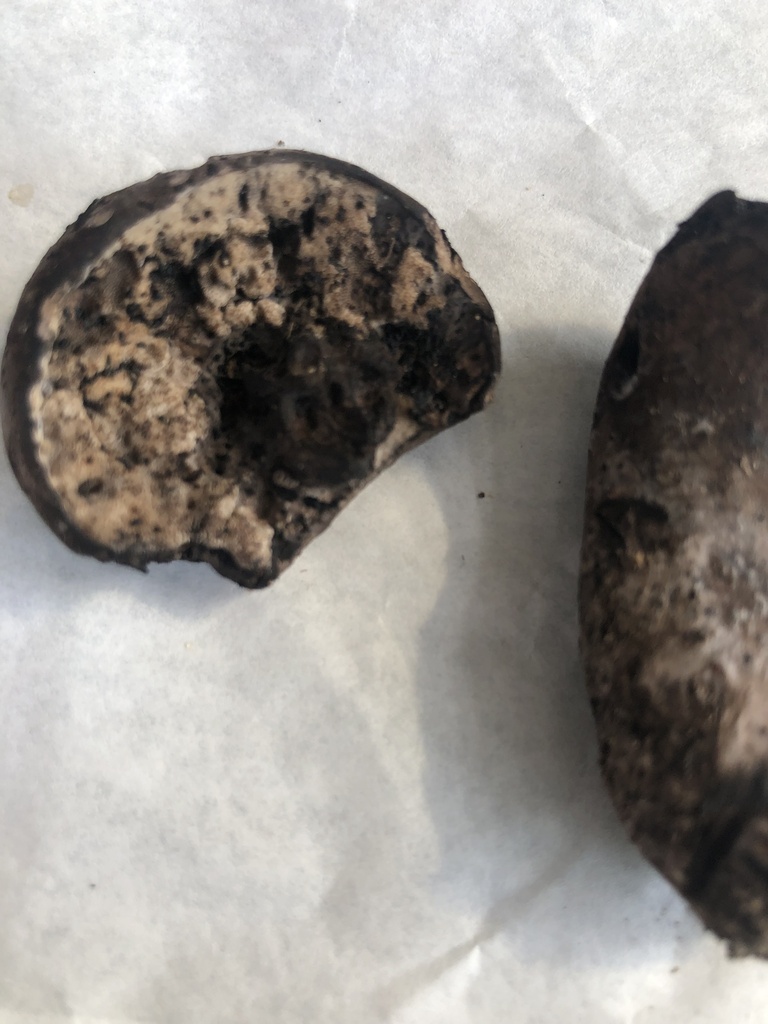 Black Velvet Bolete from Hawn State Park, Sainte Genevieve, MO, US on ...