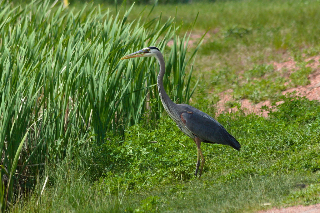 Great Blue Heron from Gillette, WY, USA on June 3, 2024 at 04:00 PM by ...