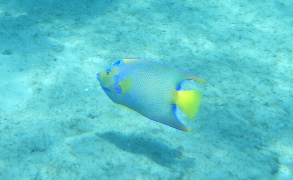 Queen Angelfish from Riviera Beach, FL, USA on May 26, 2024 at 11:35 AM ...