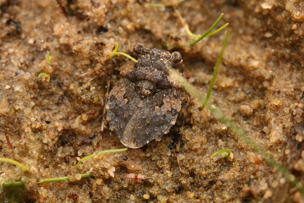 Big-eyed Toad Bug from Prince George's County, MD, USA on June 1, 2024 ...