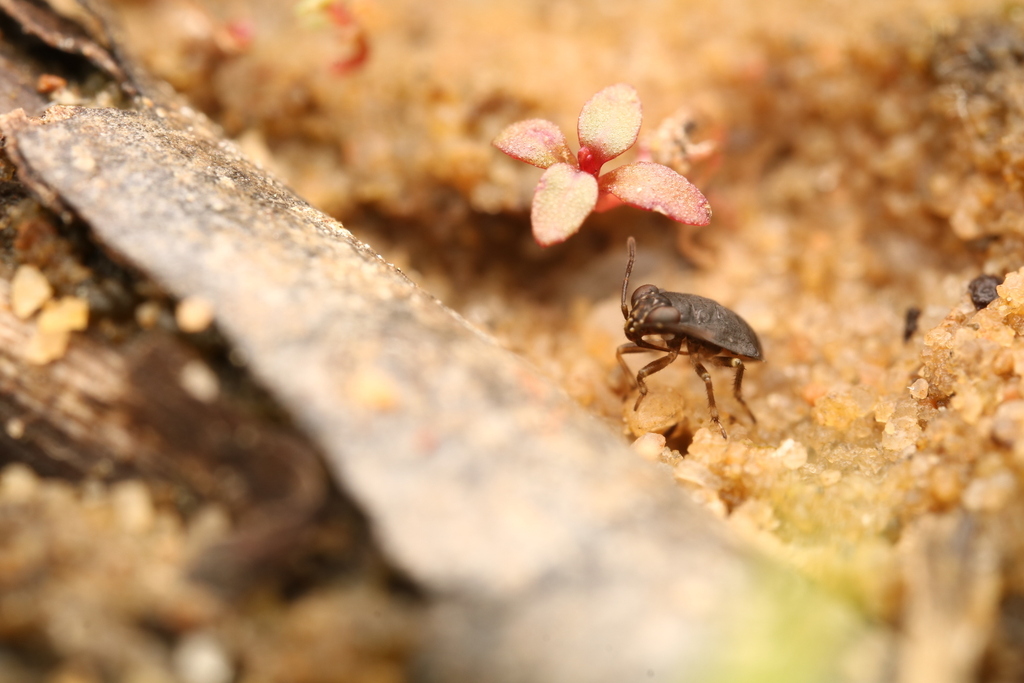 Shore bugs from Prince George's County, MD, USA on June 1, 2024 at 11: ...