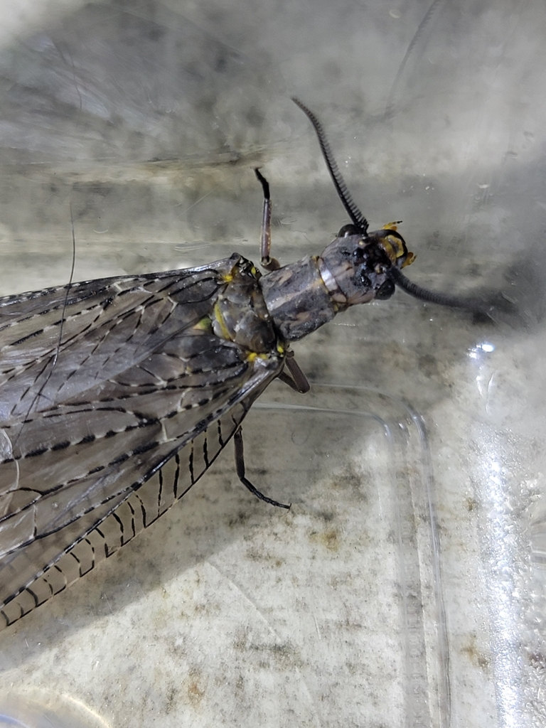 Summer Fishfly in June 2024 by Cameran Lloyd · iNaturalist