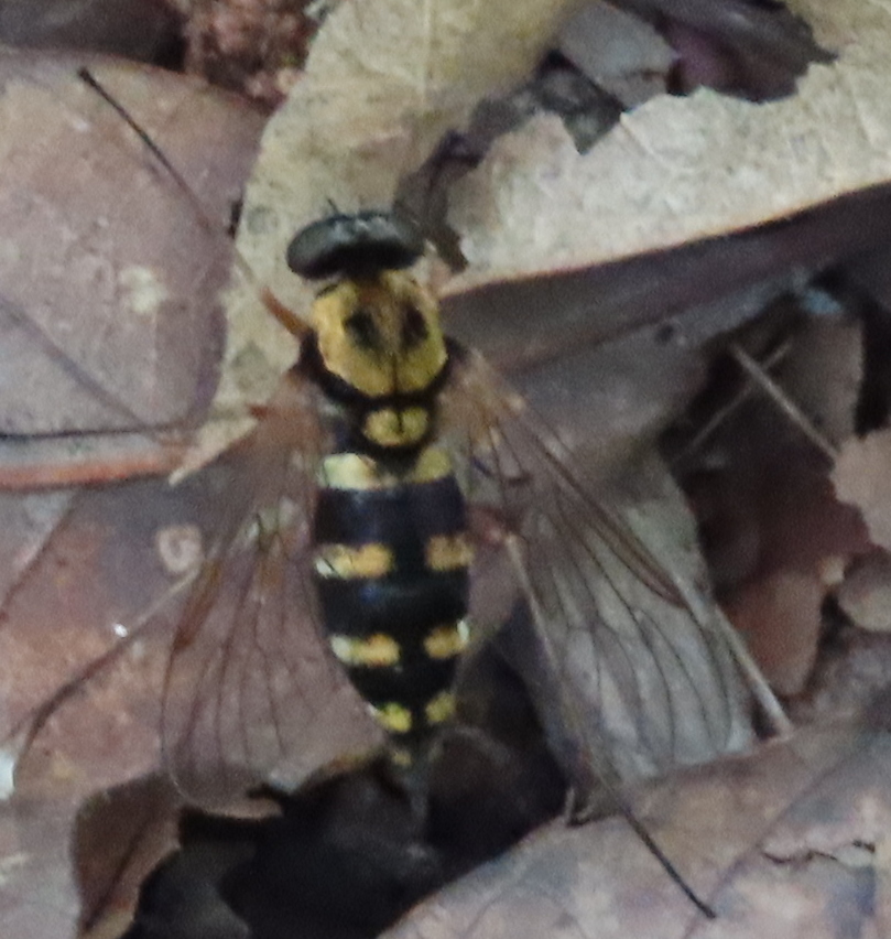 Ornate Snipe Fly from Monroe, Indiana, United States on May 22, 2024 at ...