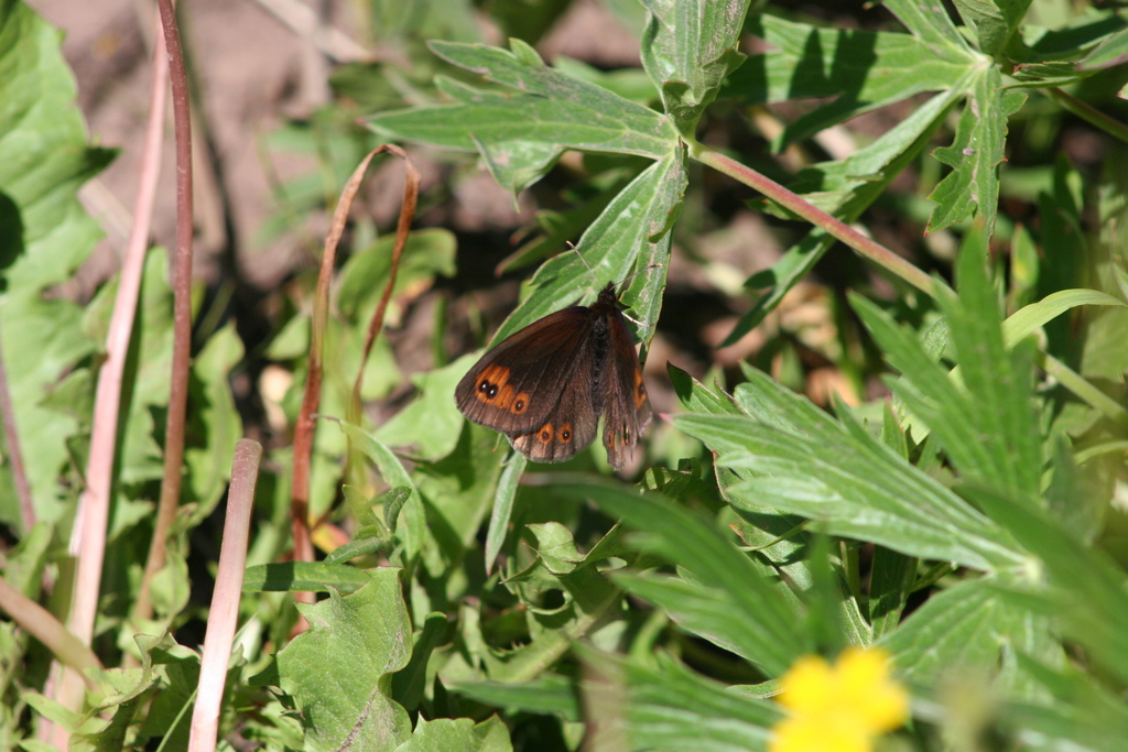 Common Alpine from Big Fish Lake Trail on June 1, 2024 by millern5 ...