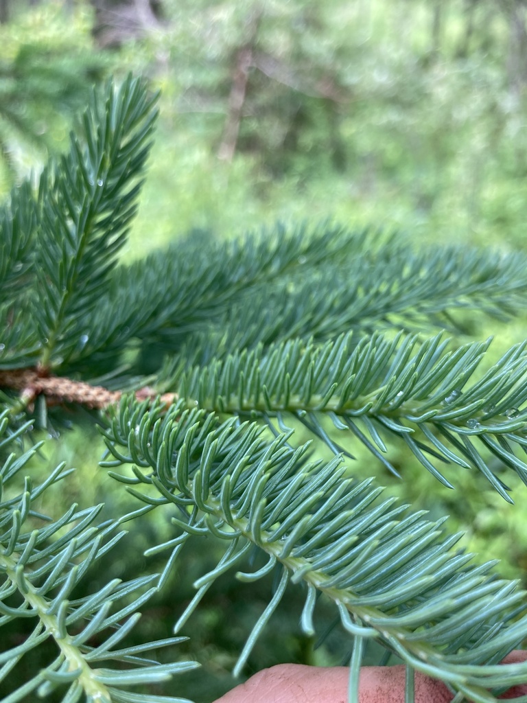 white spruce from Wolverine, MI, US on June 2, 2024 at 10:51 AM by ...