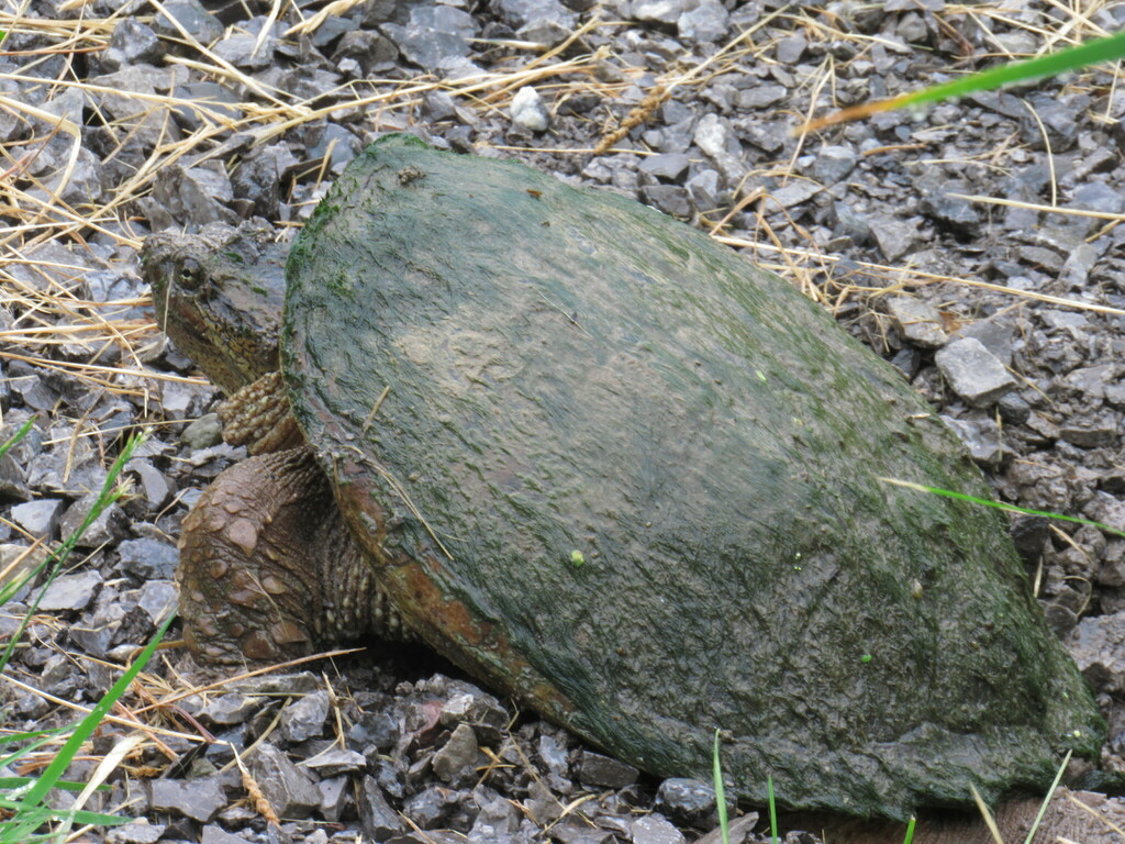 Common Snapping Turtle from Birdsong Park Nature Trail, 7260 Jewett ...