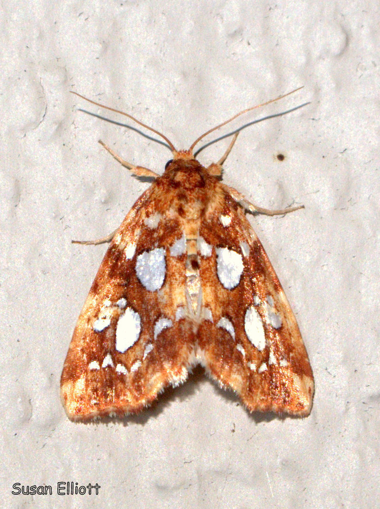 Silver-spotted Fern Moth (Common Moth and Butterflies of Indiana ...