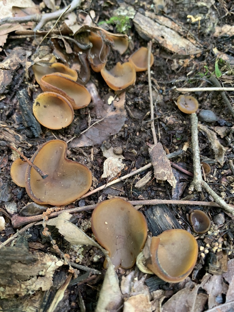 Paragalactinia from Hoosier National Forest, Paoli, IN, US on June 03 ...