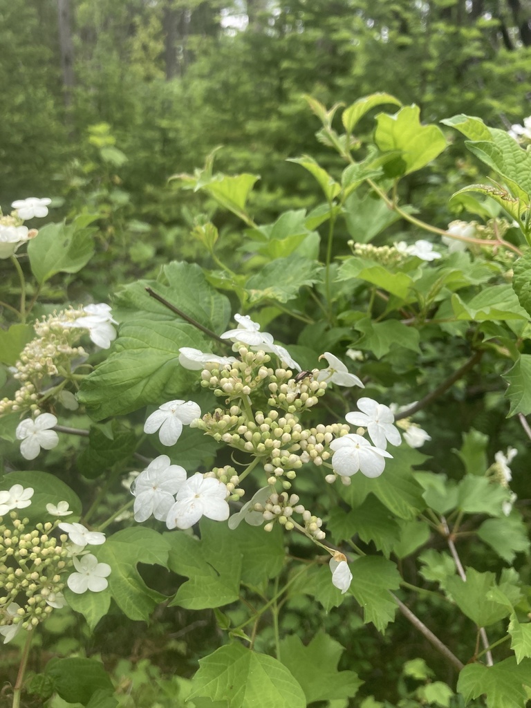 guelder-rose from Wolverine, MI, US on June 2, 2024 at 01:14 PM by ...