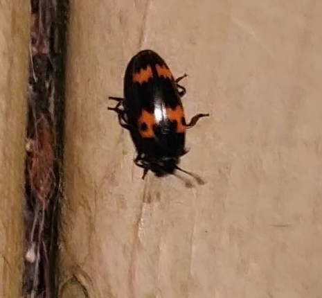 Red-banded Fungus Beetle from Ormond St S + Clairmont St, Thorold, ON ...