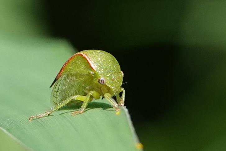 Three-cornered Alfalfa Hopper from Missouri City, TX, USA on June 2 ...