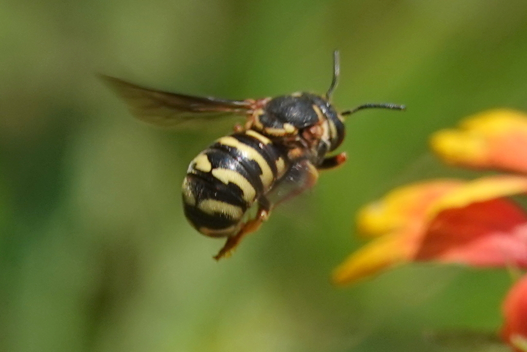 Pebble bees from Missouri City, TX, USA on June 2, 2024 at 12:47 PM by ...