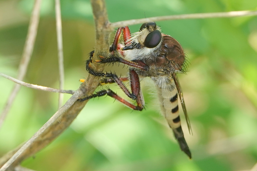 Maroon-legged Lion Fly from Missouri City, TX, USA on June 2, 2024 at ...