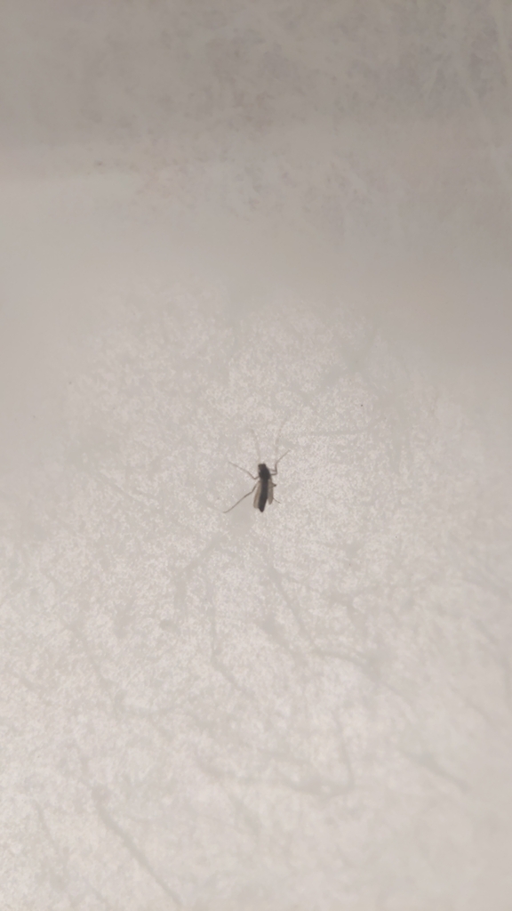 Winter Midges from Pace on June 3, 2024 at 09:58 PM by maharbae ...